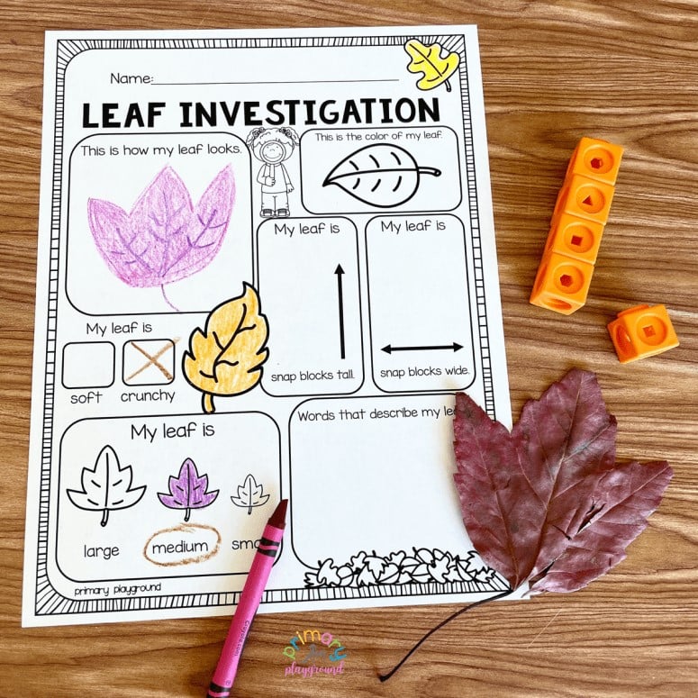 Little STEAM Lab-Leaves are Falling | Acorn